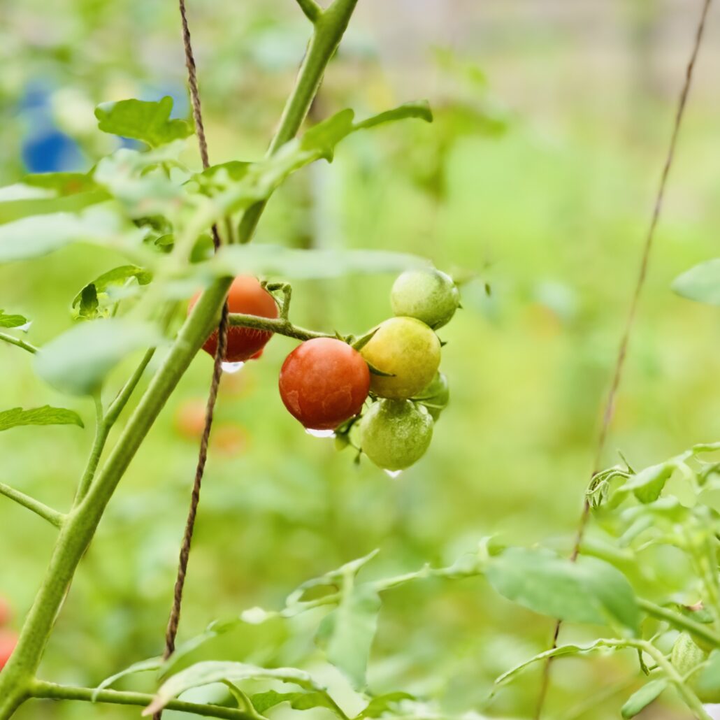 ZENXIN Tropical Farm Tour – Zenxin Organic Park
