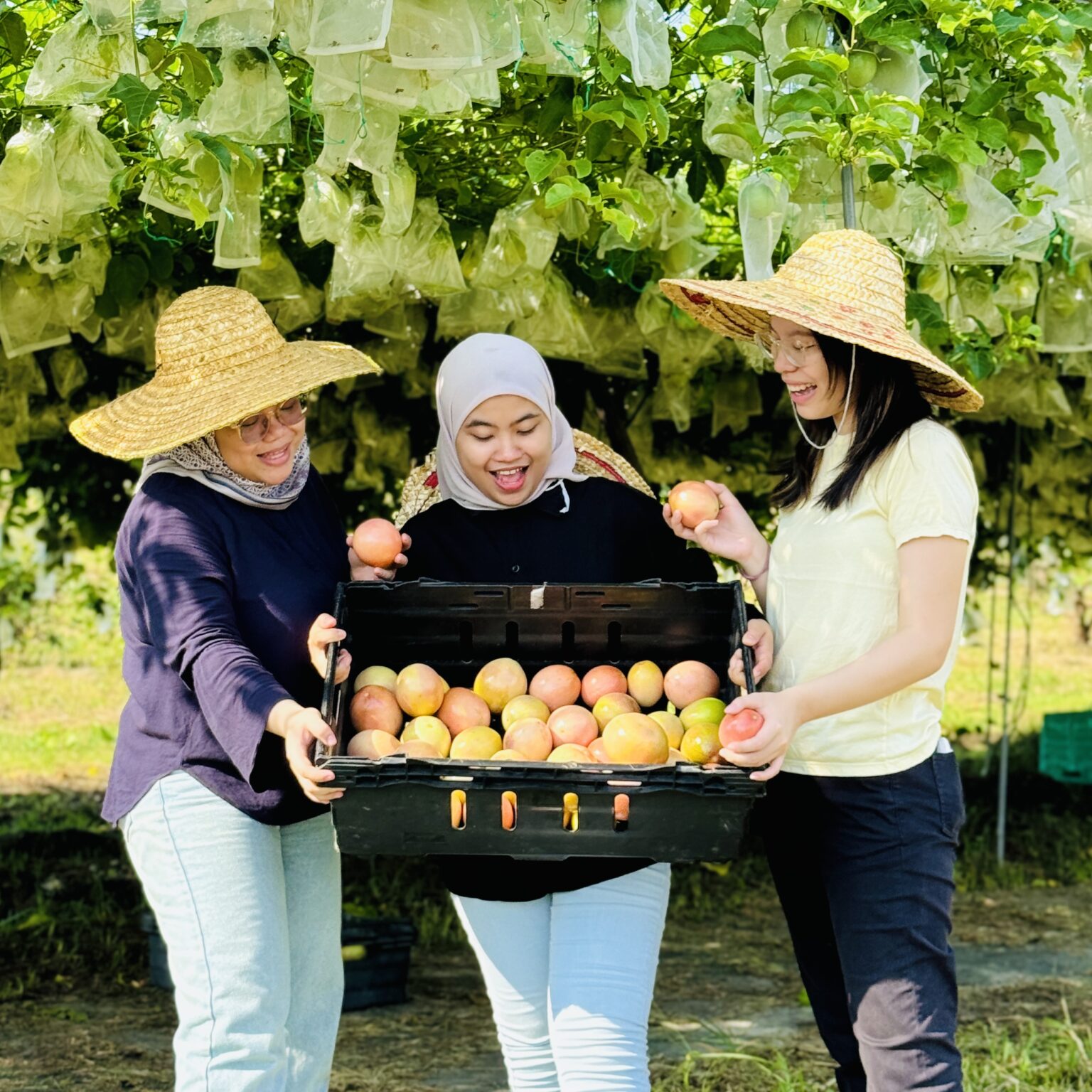 ZENXIN Tropical Farm Tour – Zenxin Organic Park